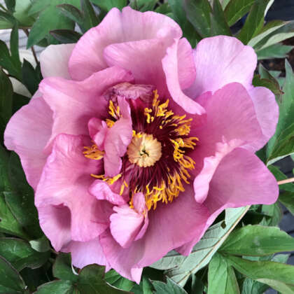Tree Peony Princess - Garden Express