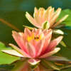 Water Lily Chromatella - Garden Express