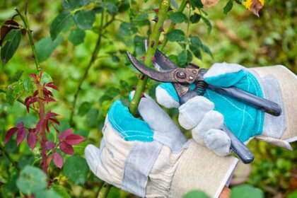 Pruning Roses in Summer - Garden Express