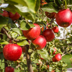 How to grow apple trees in Australia