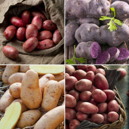 Certified Seed Potatoes - Garden Express - Online Nursery