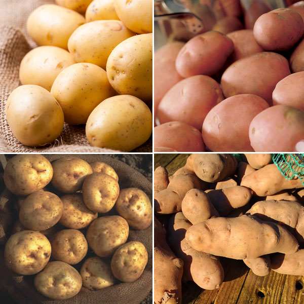 Certified Seed Potatoes - Garden Express - Online Nursery