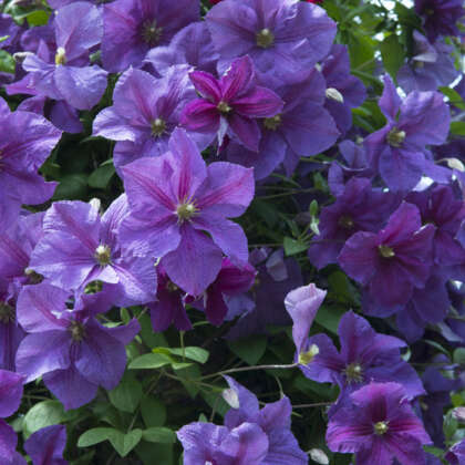 Clematis - Garden Express - Australia's Largest Online Nursery