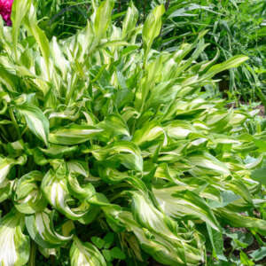 Hostas - Garden Express - Australia's Largest Online Nursery