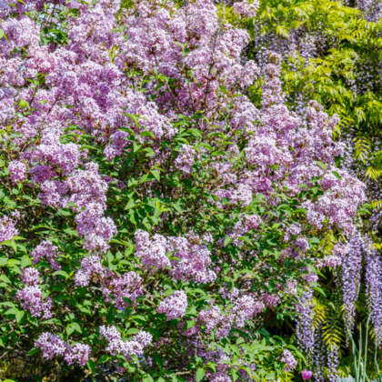 Lilac Josee Dwarf - Garden Express