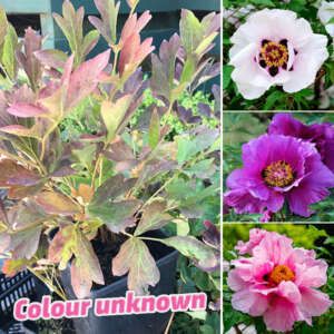 Tree Peony Alice Harding - Garden Express