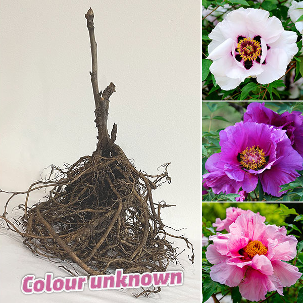 Tree Peonies - Garden Express - Australia's Largest Online Nursery