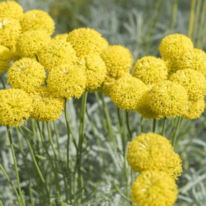 Billy Buttons - Garden Express