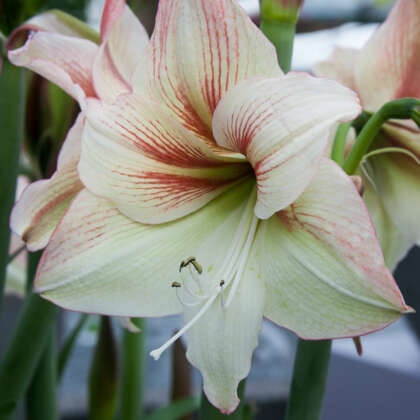 Single Hippeastrums - Garden Express - Australia's Largest Online Nursery