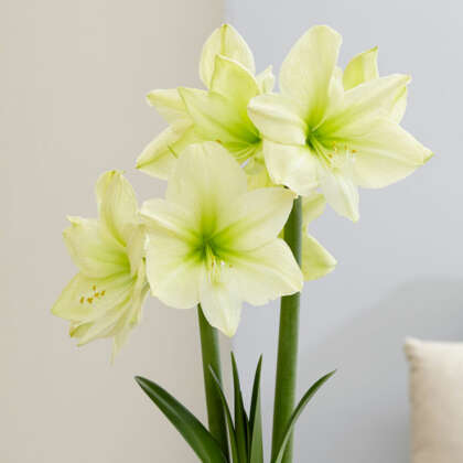 Hippeastrum Lemon Star - Garden Express