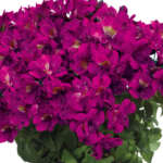 Princess Lily Tamara (PBR) - Garden Express