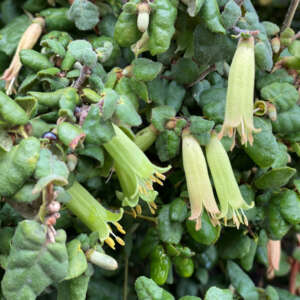 Native Shrubs - Garden Express - Australia's Largest Online Nursery
