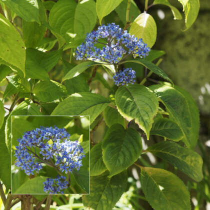 Hydrangea Plants (Hortensia) - Garden Express Online Nursery