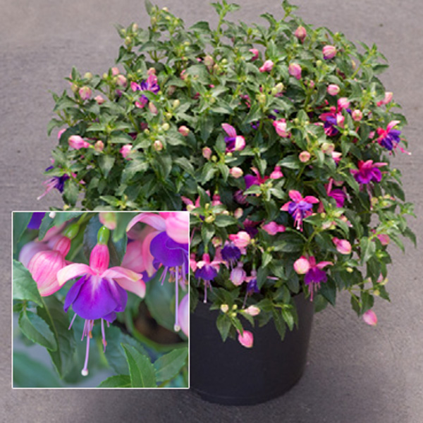 Fuchsia - Garden Express