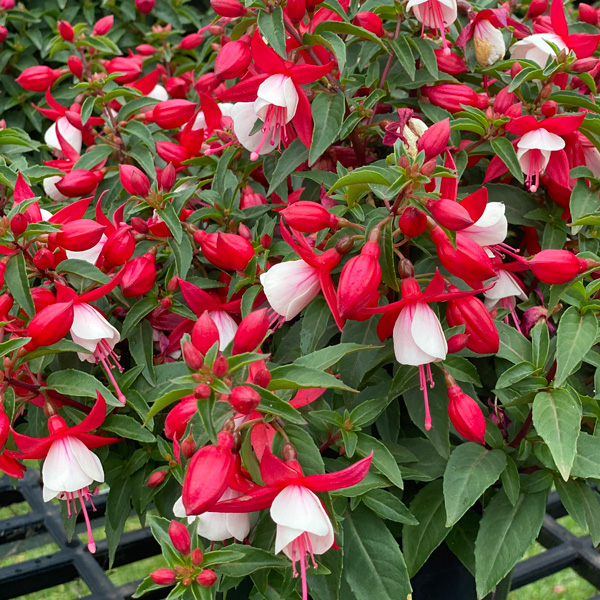 Fuchsia - Garden Express