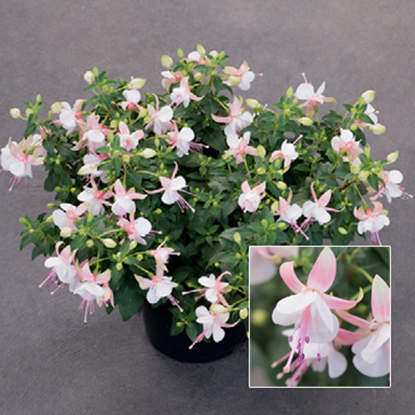 Fuchsia - Garden Express