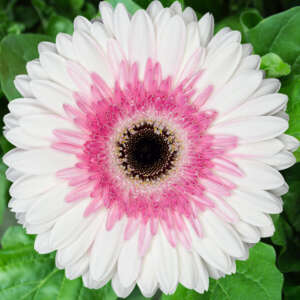 Gerbera Impact - Garden Express