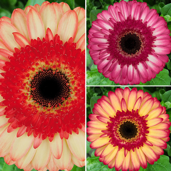 Gerbera Bicolour Collection - Garden Express