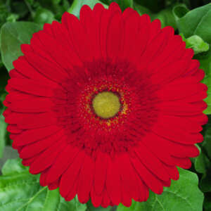 Gerberas (Transvaal daisy) - Garden Express - Online Nursery
