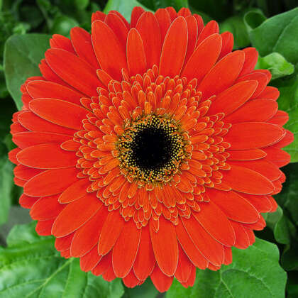 Gerberas (Transvaal daisy) - Garden Express - Online Nursery