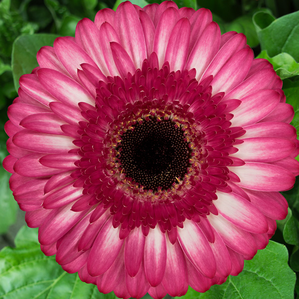 Gerbera Impact - Garden Express