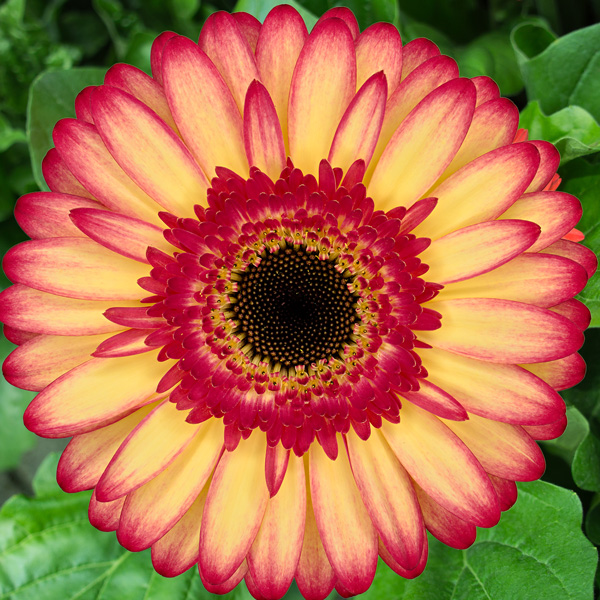 Gerberas (Transvaal daisy) - Garden Express - Online Nursery