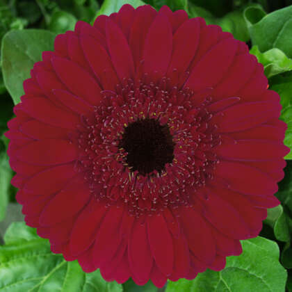 Gerberas (Transvaal daisy) - Garden Express - Online Nursery