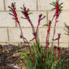 Kangaroo Paw Bush Pearl (PBR) - Garden Express