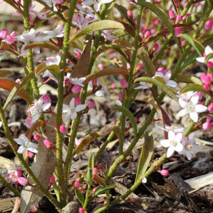 Special Online Offers - Garden Express - Australia's Largest Online Nursery