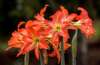 Hippeastrum Varieties - Garden Express