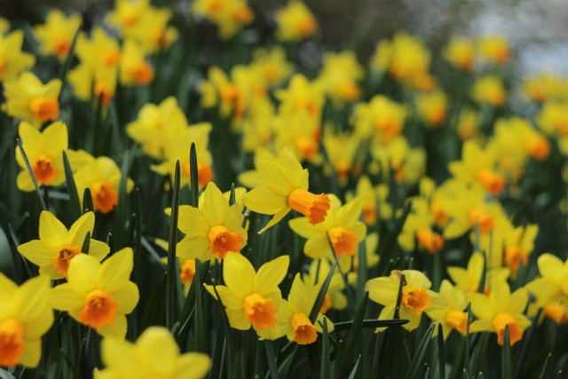 What’s the difference between Daffodils, Narcissus and Jonquils ...