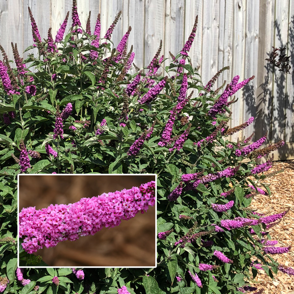 Buddleja Colvilei - Garden Express