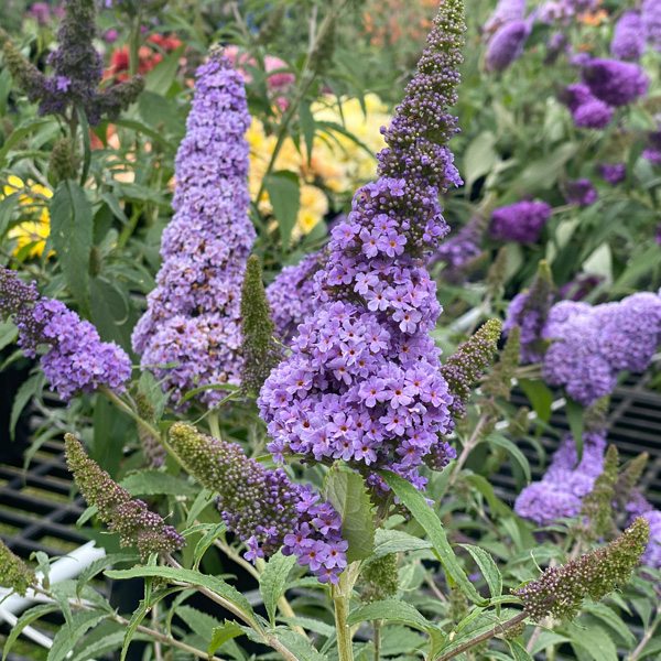Buddleja Colvilei - Garden Express
