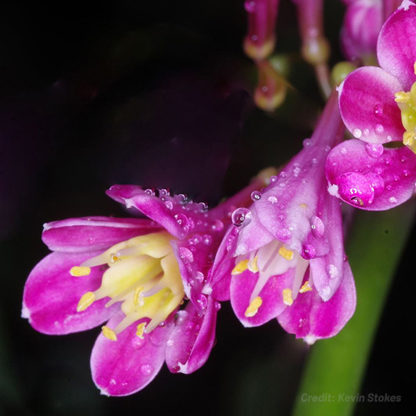 Calostemma Garland Lily - Garden Express