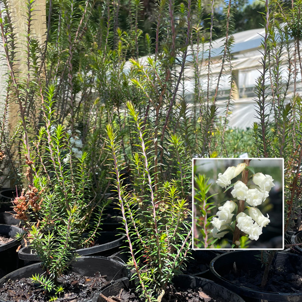 Epacris Double White - Garden Express