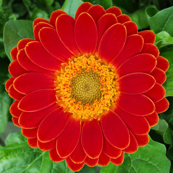 Perennials - Garden Express - Australia's Largest Online Nursery