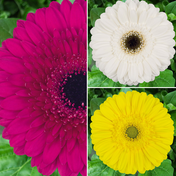 Gerbera Bold Collection - Garden Express