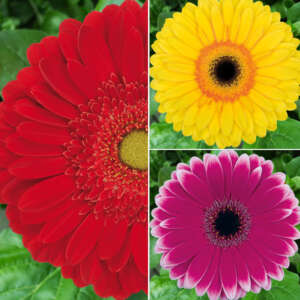Gerberas (Transvaal daisy) - Garden Express - Online Nursery