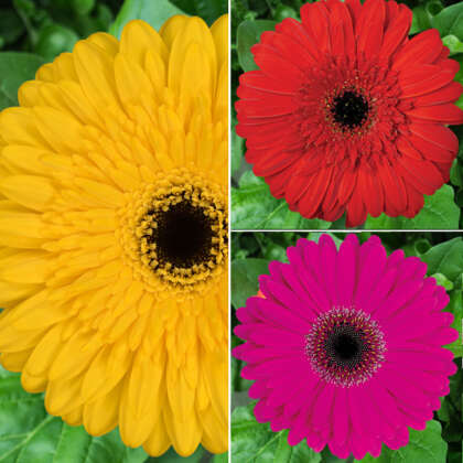 Gerberas (Transvaal daisy) - Garden Express - Online Nursery