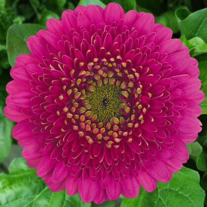 Gerbera Impact - Garden Express