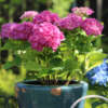 Hydrangea Plants (Hortensia) - Garden Express Online Nursery