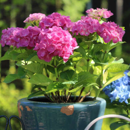 Hydrangea Plants (Hortensia) - Garden Express Online Nursery