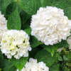 Hydrangea Pia Mina - Garden Express