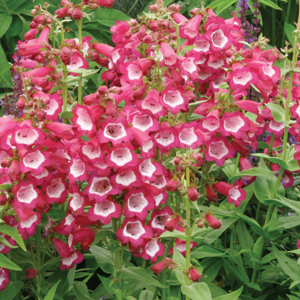 Penstemon Alice Hindley - Garden Express