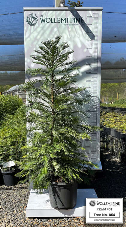 Wollemi Pine - 430mm Pot - Garden Express