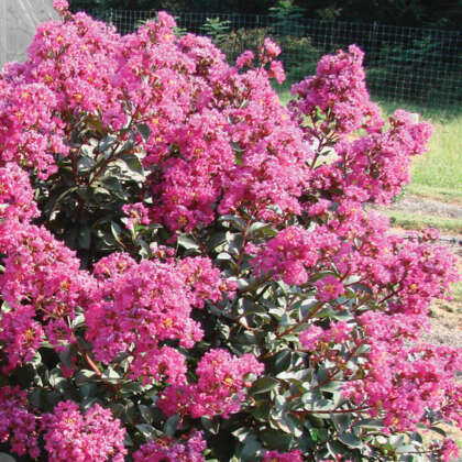 Crepe Myrtle Plum Magic - Garden Express