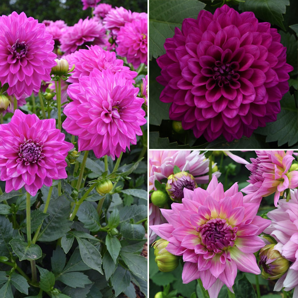 Dahlia Dalina Collection 2 - Garden Express