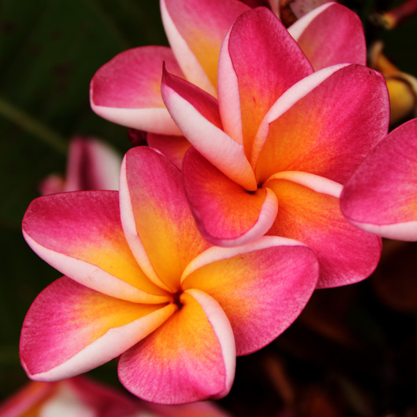 Exploring The Types of Frangipani - Garden Express