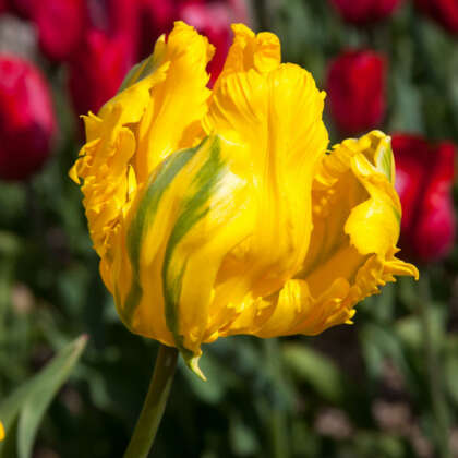 Types of Tulips | How to Choose? - Garden Express