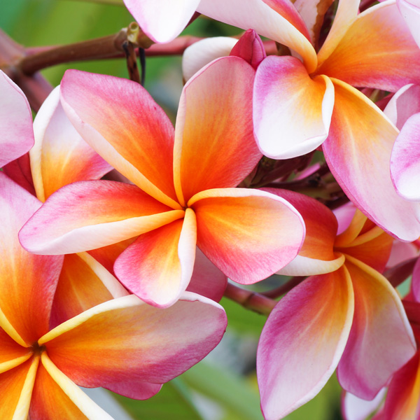Exploring The Types of Frangipani - Garden Express